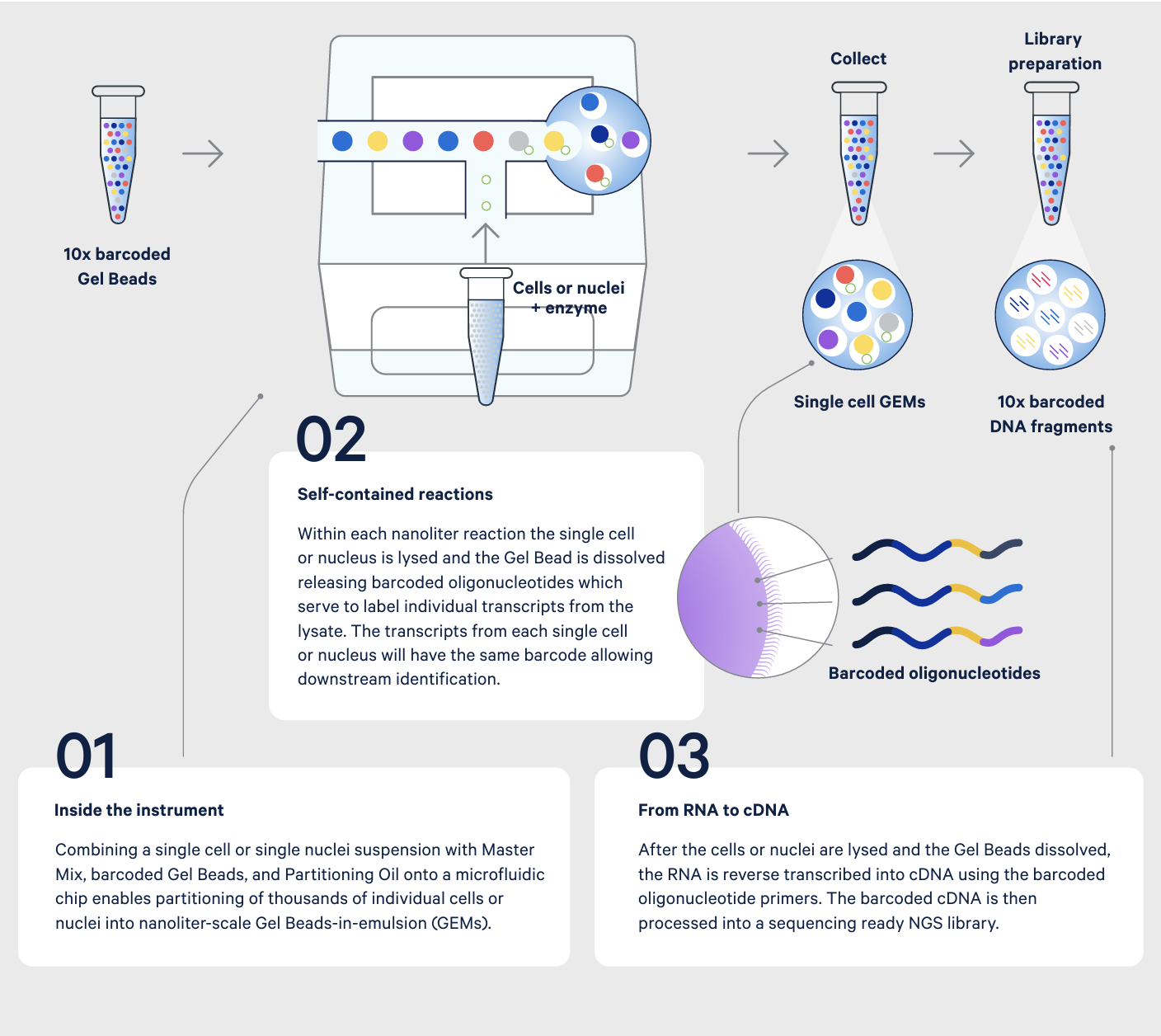 What Are The Benefits Of Single Cell Sequencing 10x Genomics